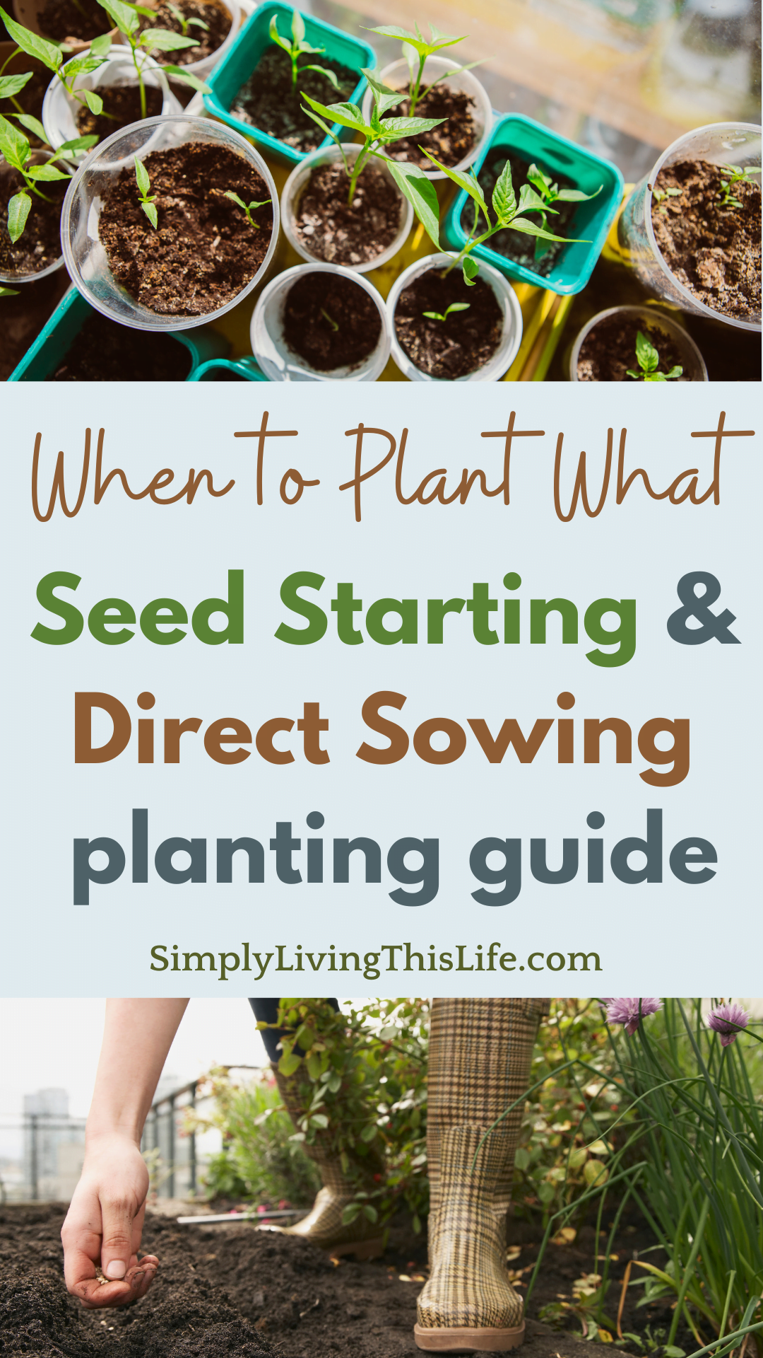 When to Plant What - Planting Guide for Beginners