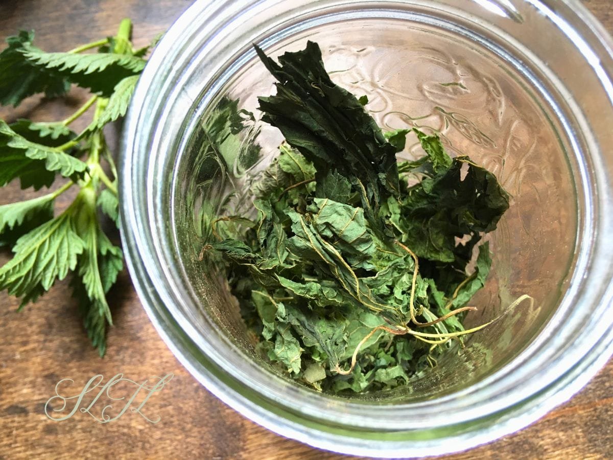 Stinging Nettle Foraging, Preserving & Uses