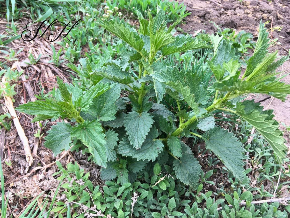 Stinging Nettle Foraging, Preserving & Uses